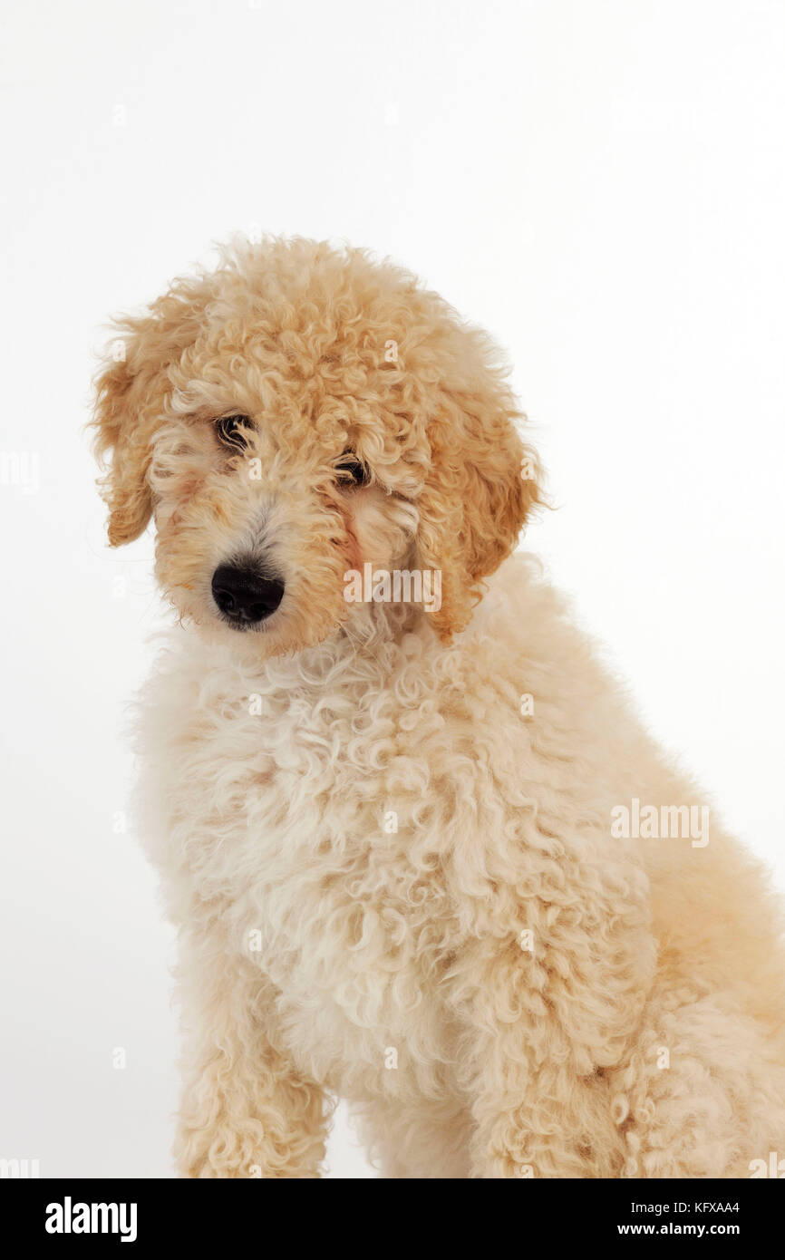 Goldendoodles hi-res stock photography and images - Alamy