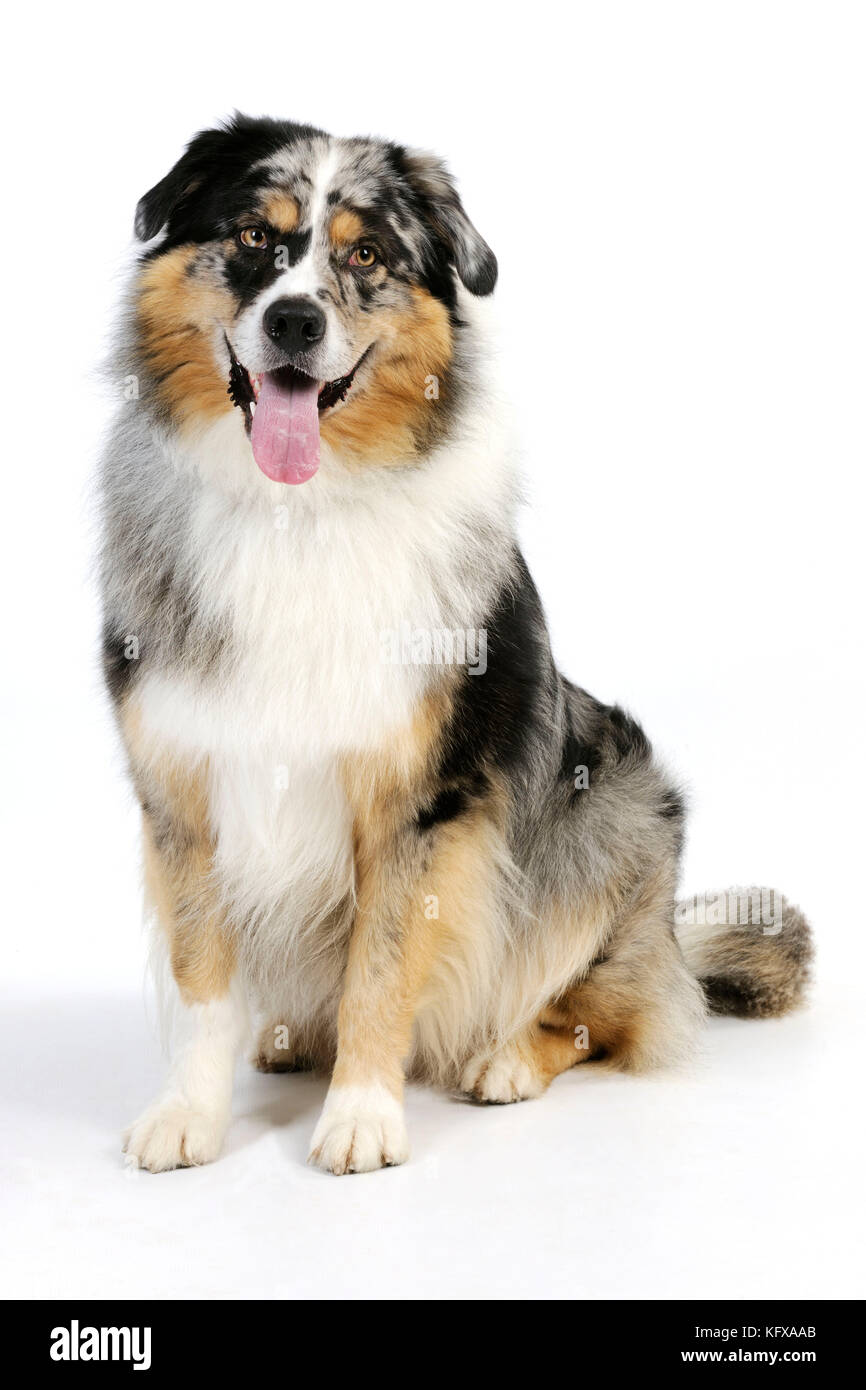Australian shepherd dog white Cut Out Stock Images & Pictures - Alamy