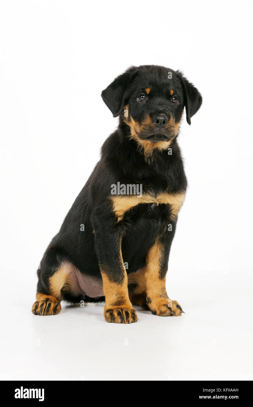 Rottweilers High Resolution Stock Photography and Images - Alamy