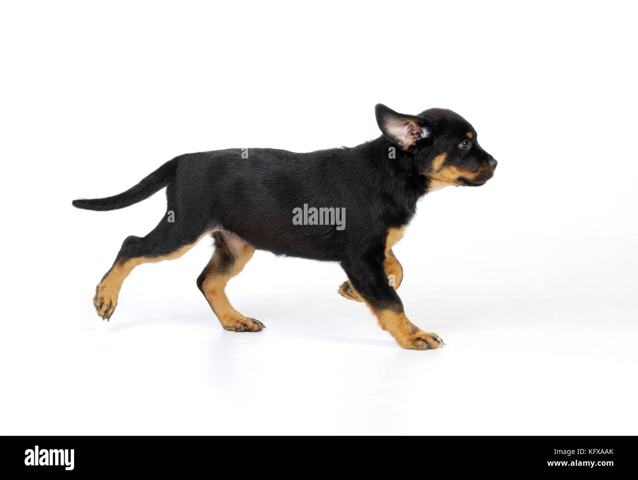 DOG. Rottweiler puppy running Stock Photo - Alamy