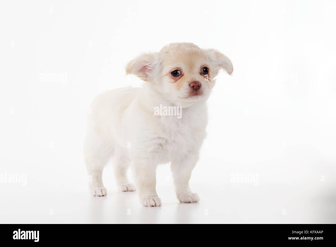DOG. Chihuahua puppy Stock Photo - Alamy
