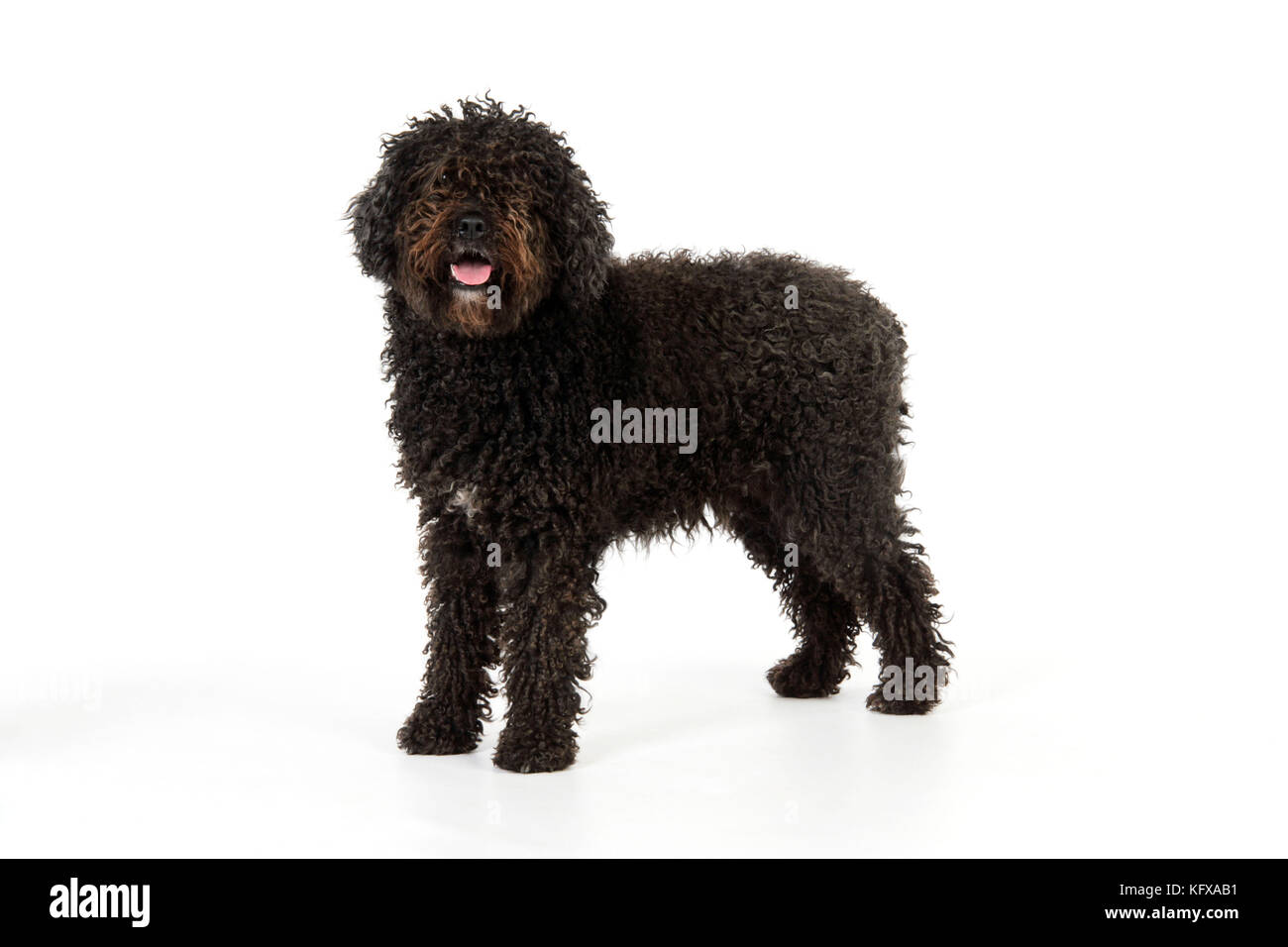 Spanish animals Cut Out Stock Images & Pictures - Alamy