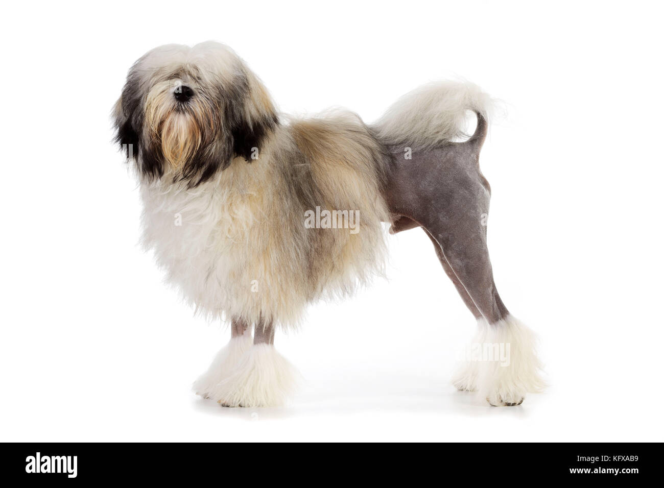 Little lion dog Cut Out Stock Images & Pictures - Alamy