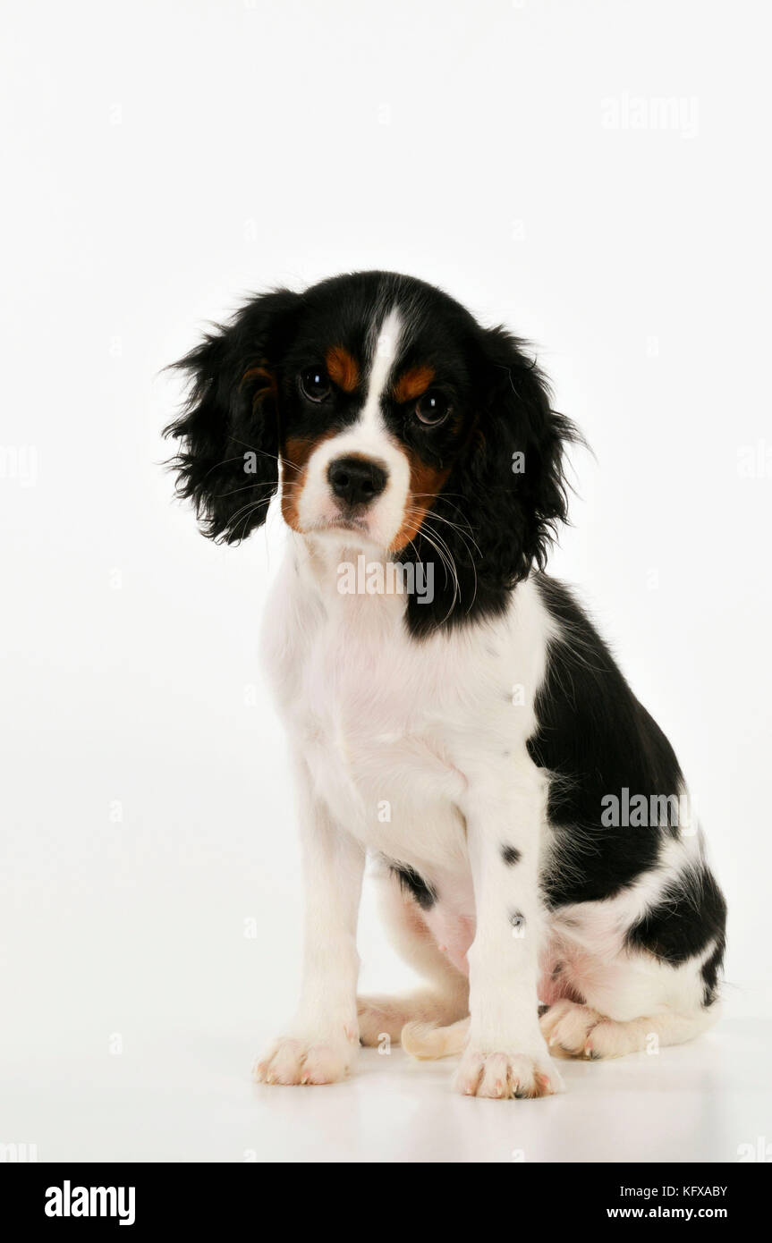 DOG. Cavalier king charles spaniel puppy sitting Stock Photo - Alamy