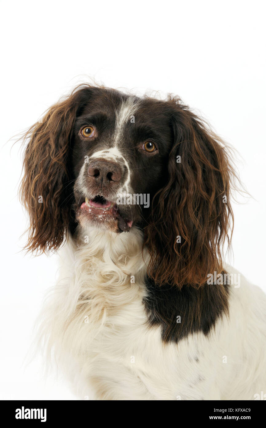 DOG. English springer spaniel close up head and shoulders Stock Photo ...