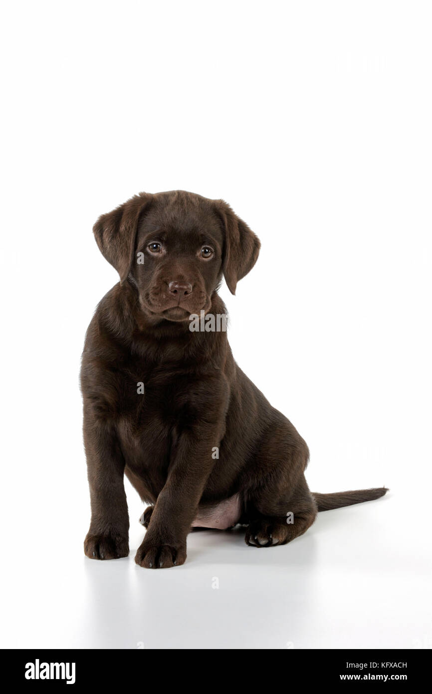 Dog - Chocolate Labrador puppy - sitting down Stock Photo - Alamy