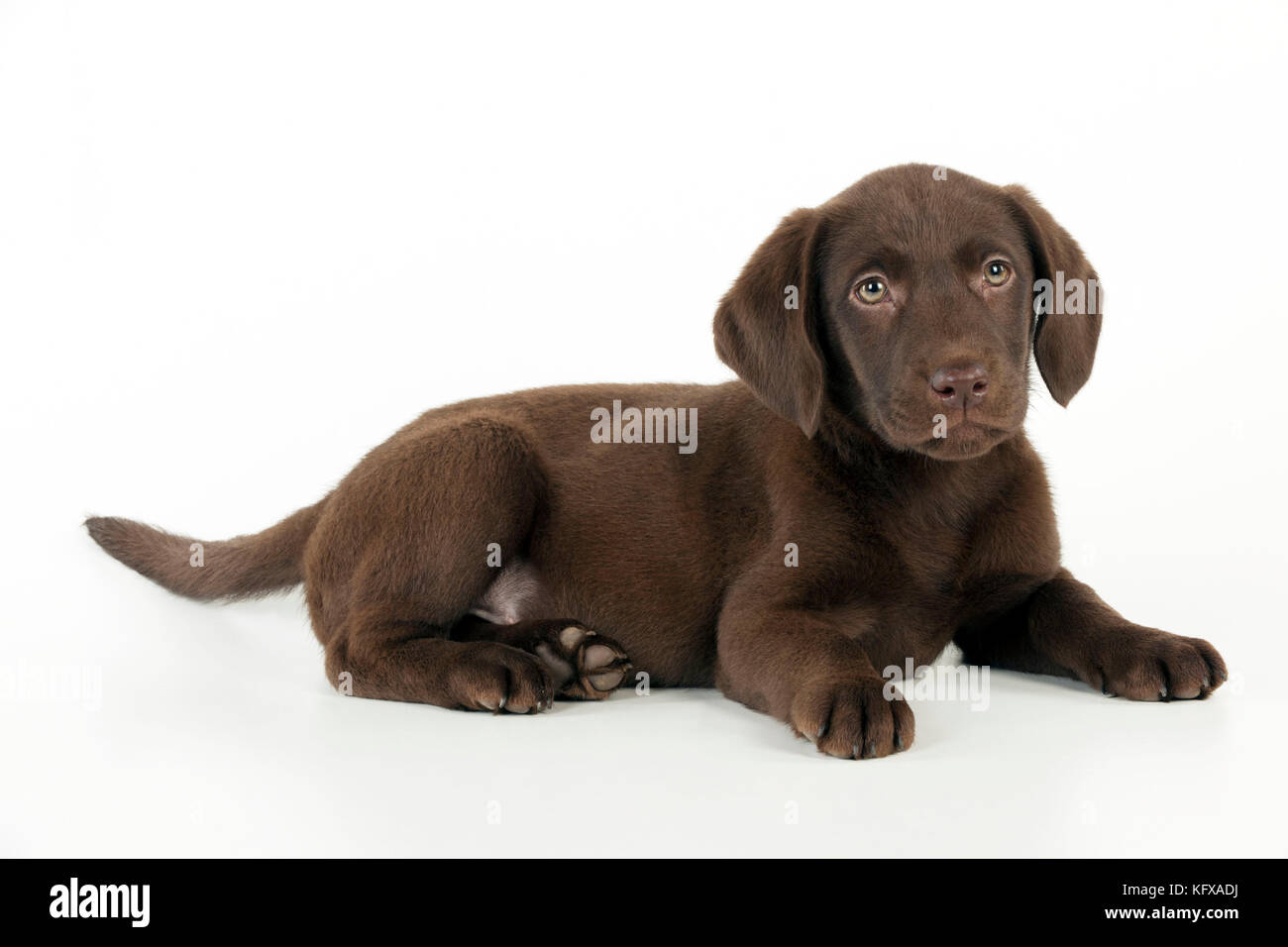 DOG - Chocolate labrador puppy laying down (13 weeks Stock Photo - Alamy