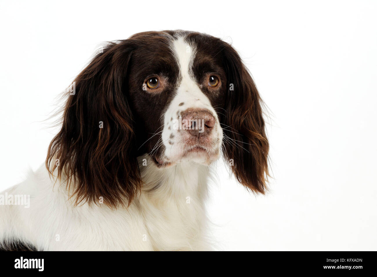 DOG - English springer spaniel (head shot Stock Photo - Alamy