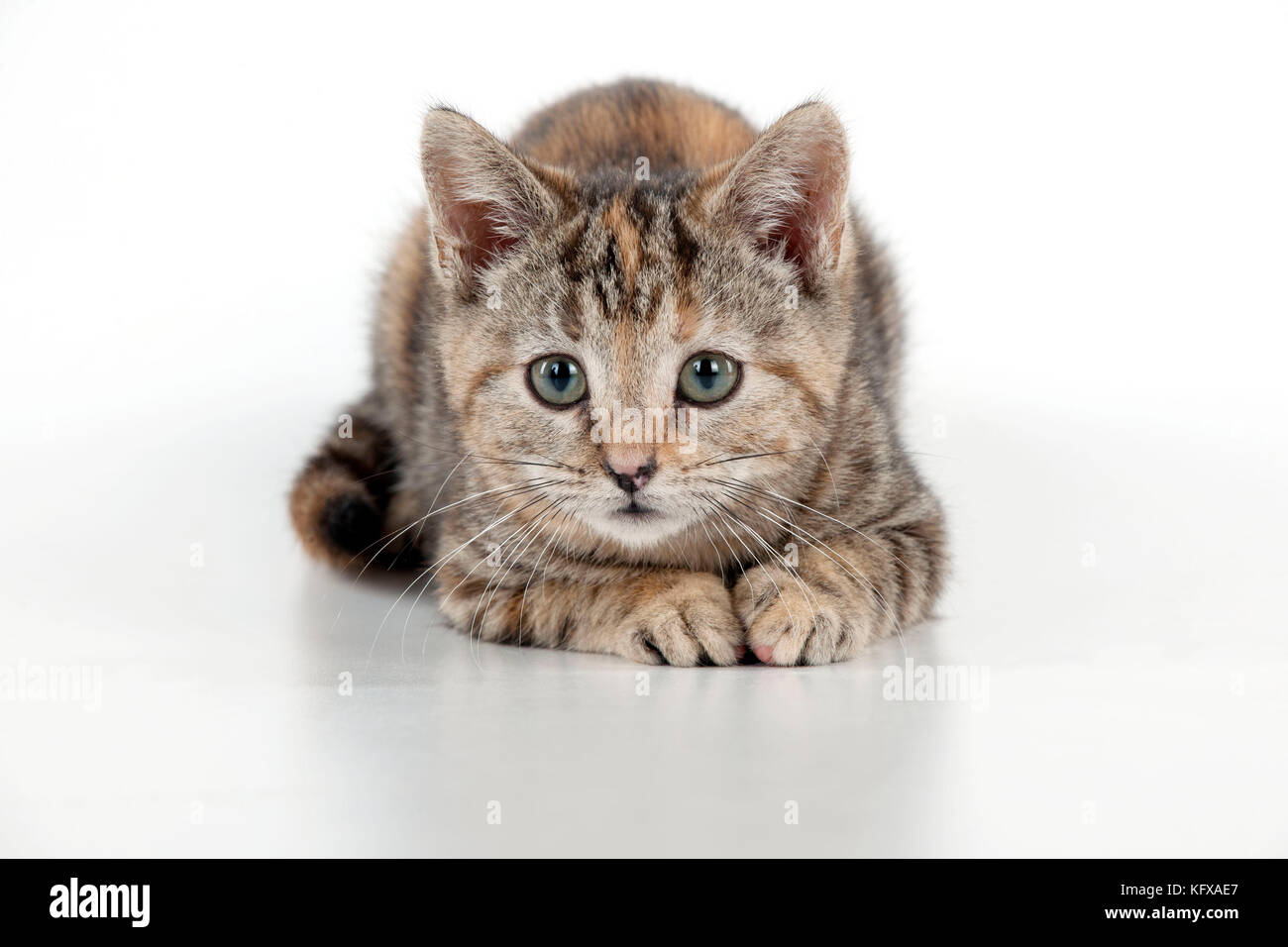 CAT - Kitten laying down Stock Photo - Alamy