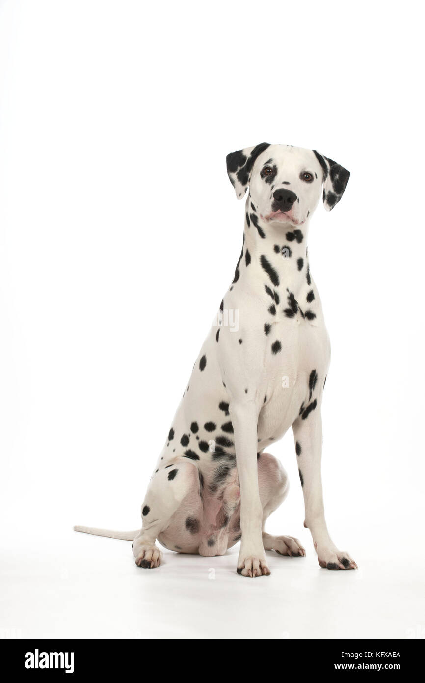 Dalmatian spots hi-res stock photography and images - Alamy