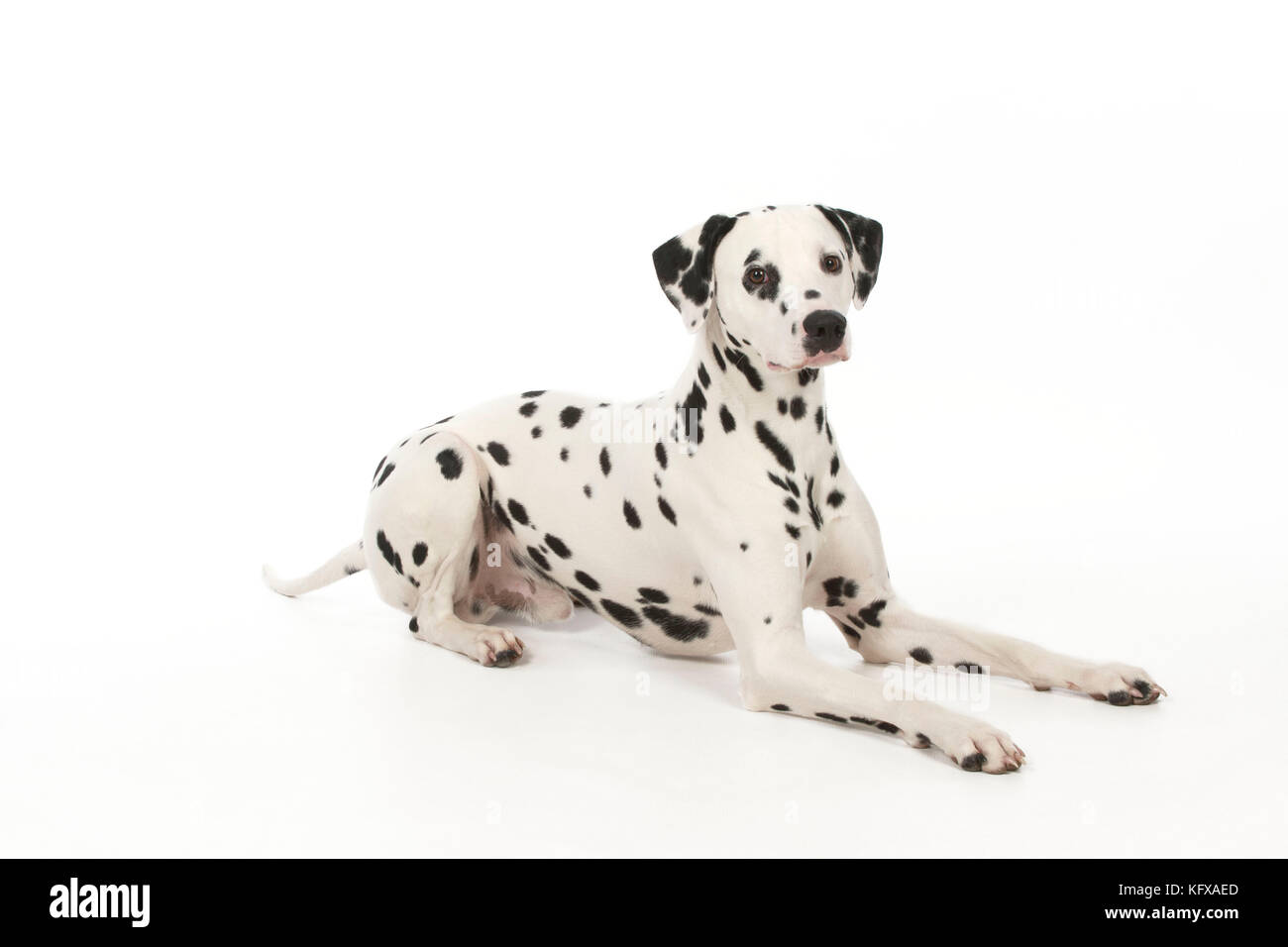 DOG - Dalmatian laying down Stock Photo - Alamy