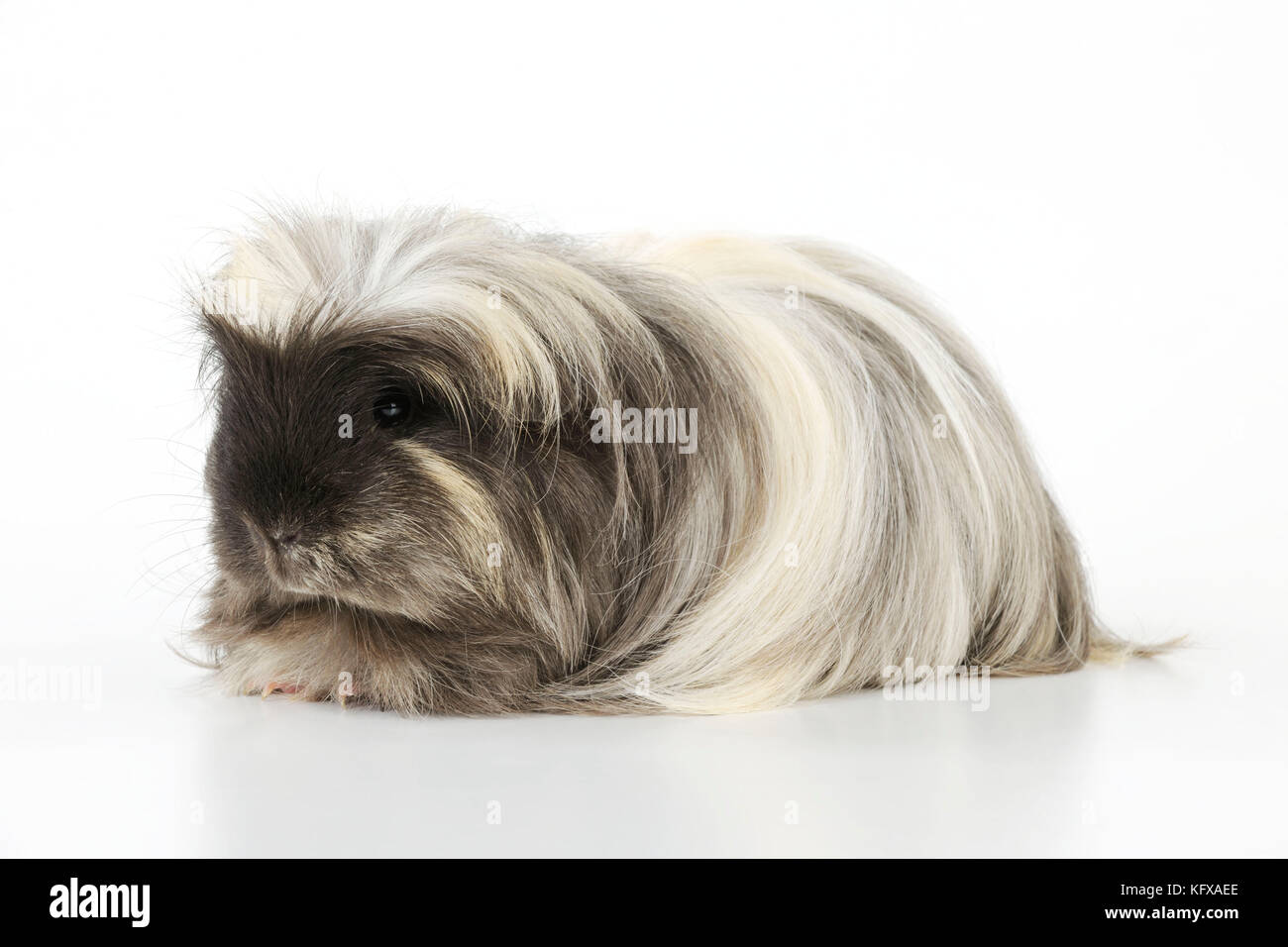 Black guinea pigs hi-res stock photography and images - Alamy