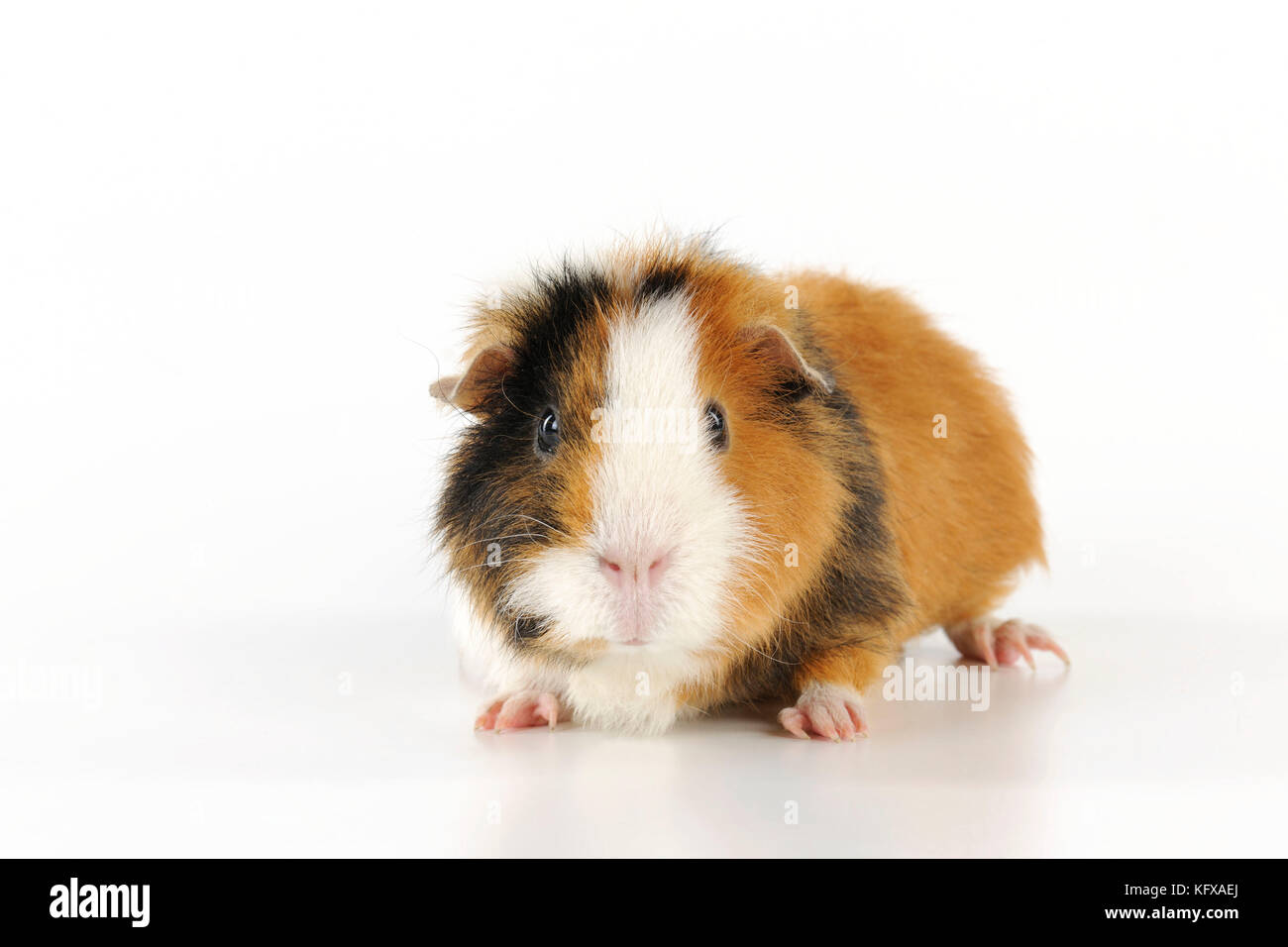 Domestic guinea pigs hi-res stock photography and images - Alamy