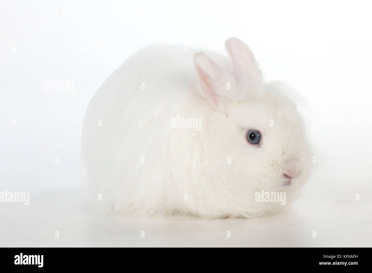 Swiss breeds hi-res stock photography and images - Alamy