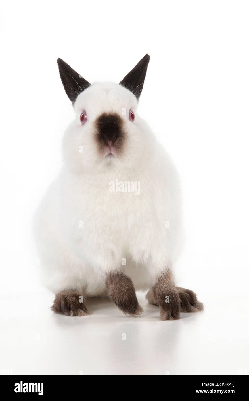 RABBIT - Netherland dwarf himalyan Stock Photo - Alamy