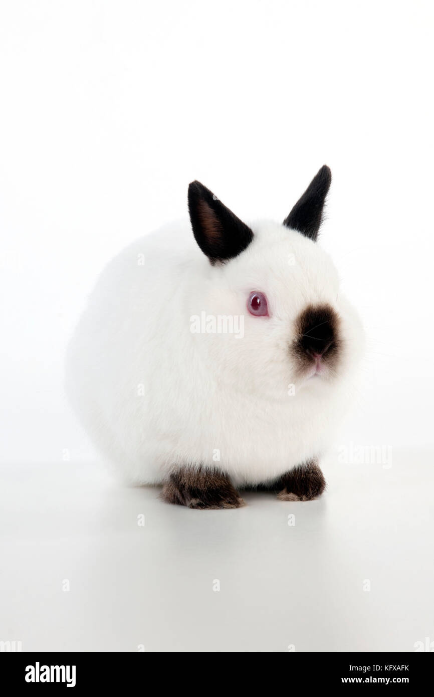 RABBIT - Netherland dwarf himalyan Stock Photo - Alamy