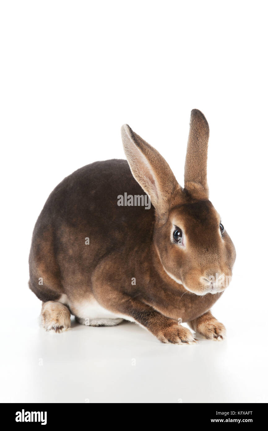 RABBIT - Mini castor rex Stock Photo - Alamy