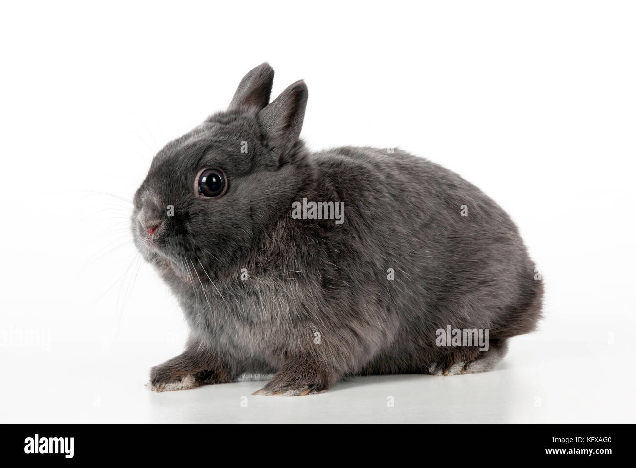 RABBIT - Dwarf rabbit Stock Photo - Alamy