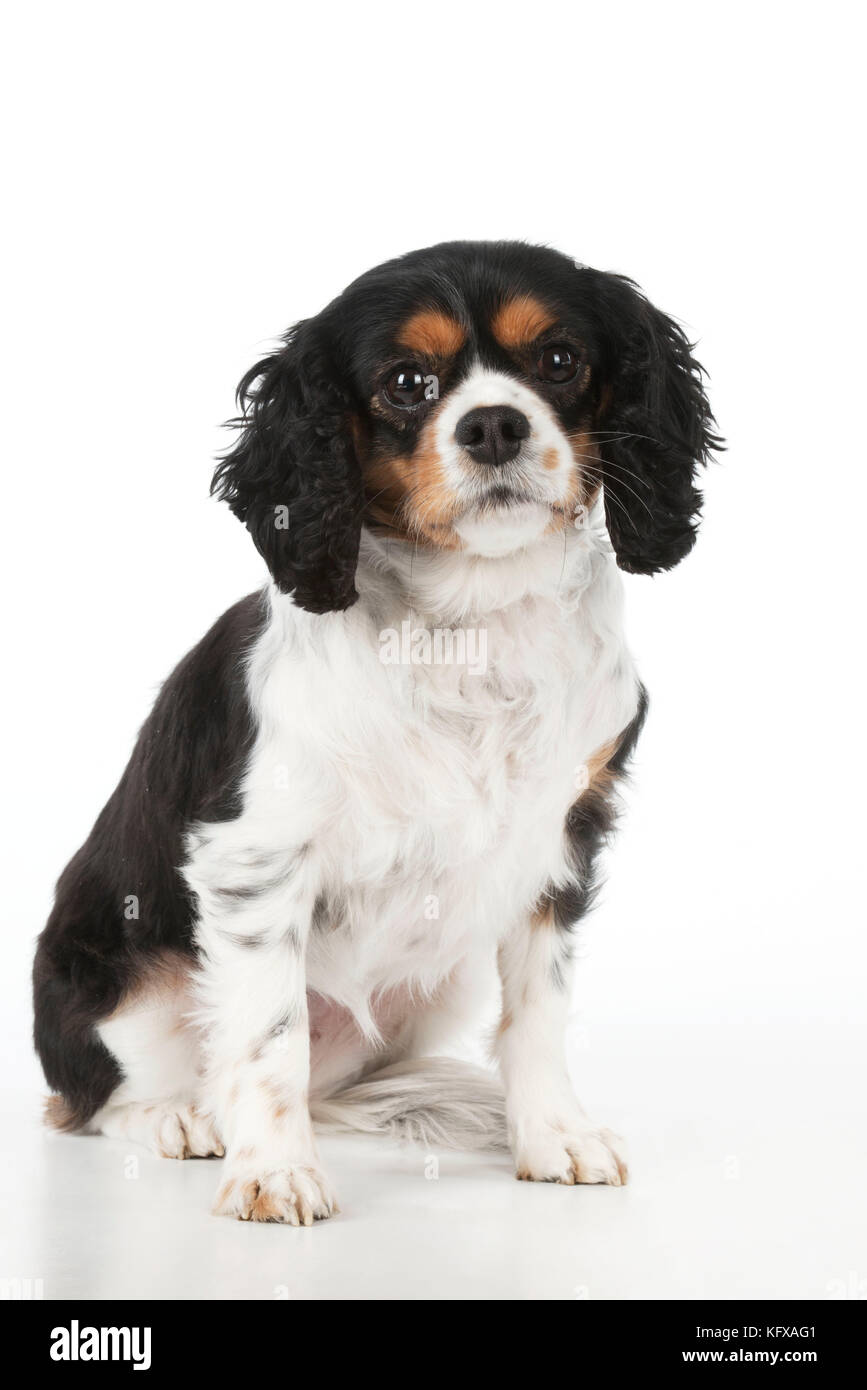 Black and tan cavalier king charles spaniel hi-res stock photography ...