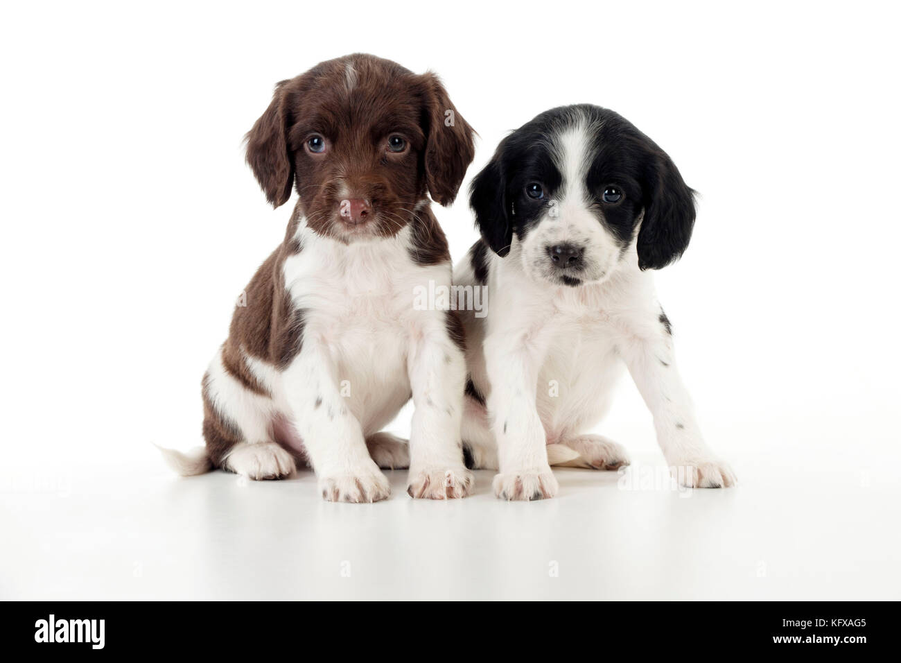 Cute puppy springer spaniels hi-res stock photography and images - Alamy