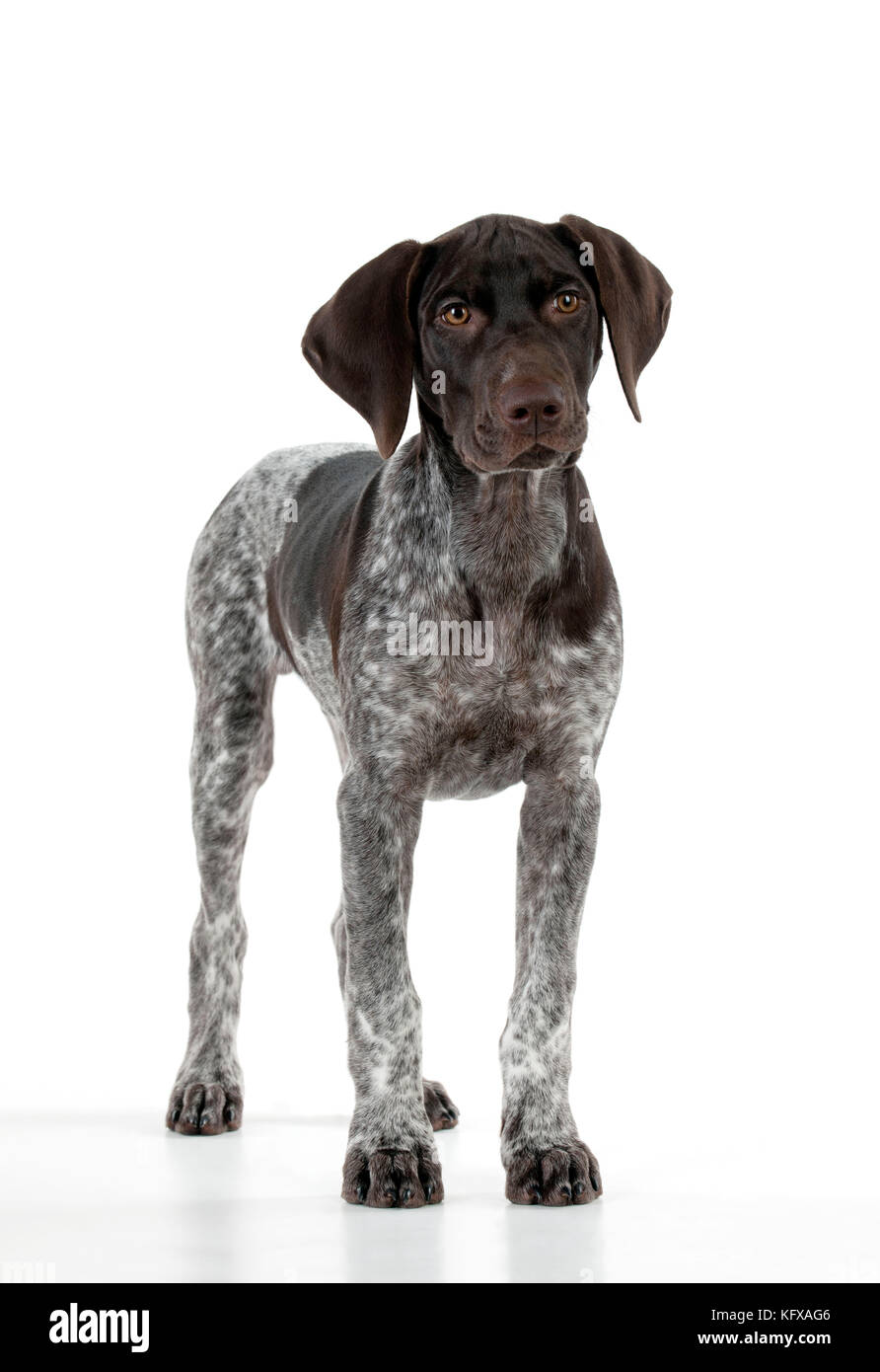 German shorthaired pointer dog standing hi-res stock photography and ...