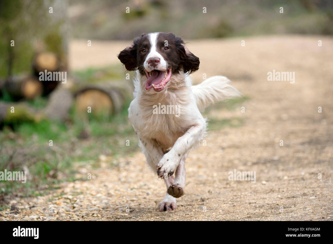 Dog running spaniel hi-res stock photography and images - Alamy