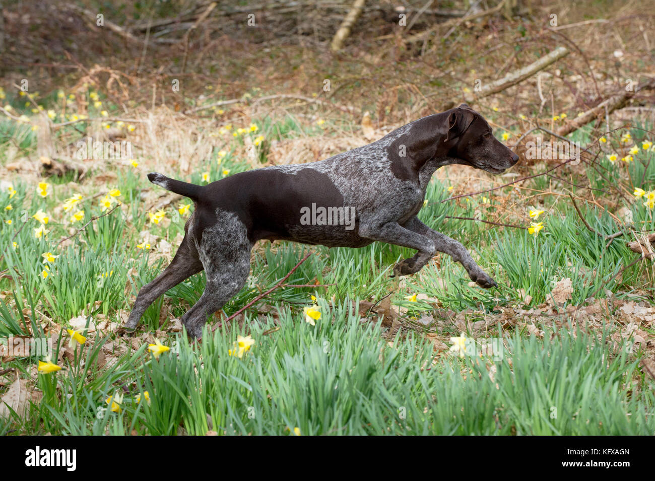German short haired pointer outdoors Stock Photo - Alamy