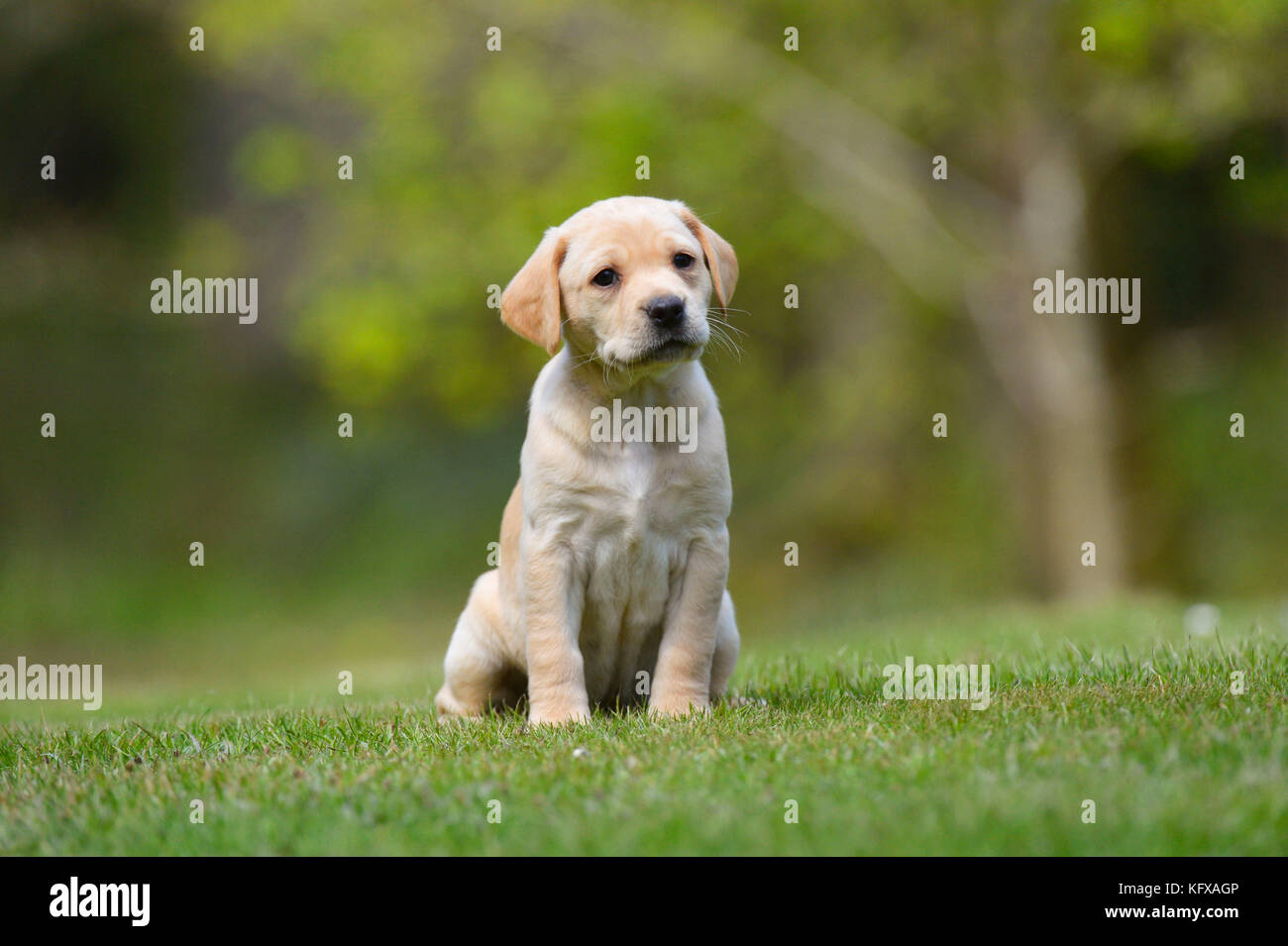 DOG - Yellow labrador puppy sitting in garden (7 weeks Stock Photo - Alamy