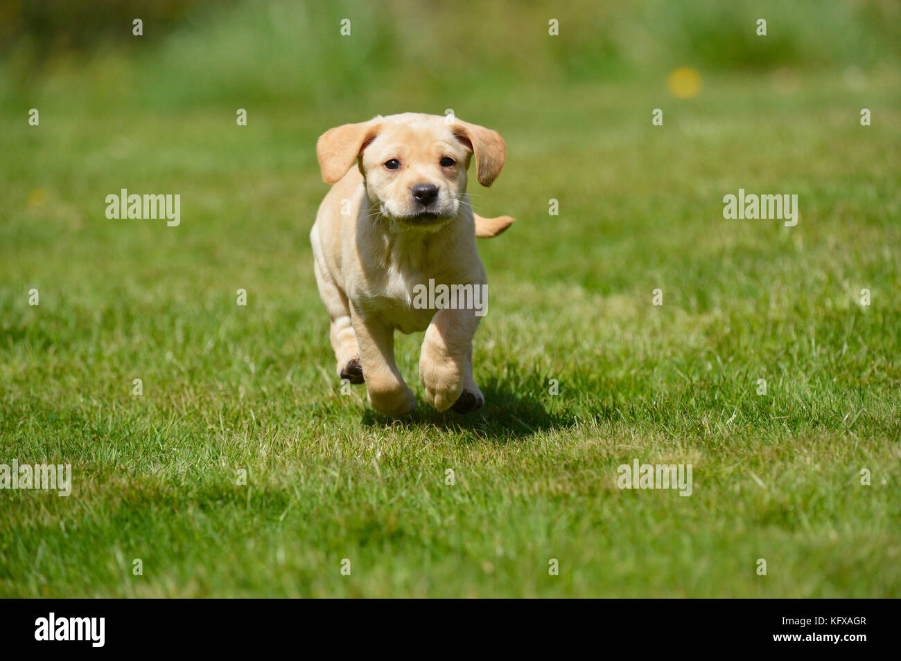 DOG - Yellow labrador puppy running through garden (7 weeks Stock Photo ...