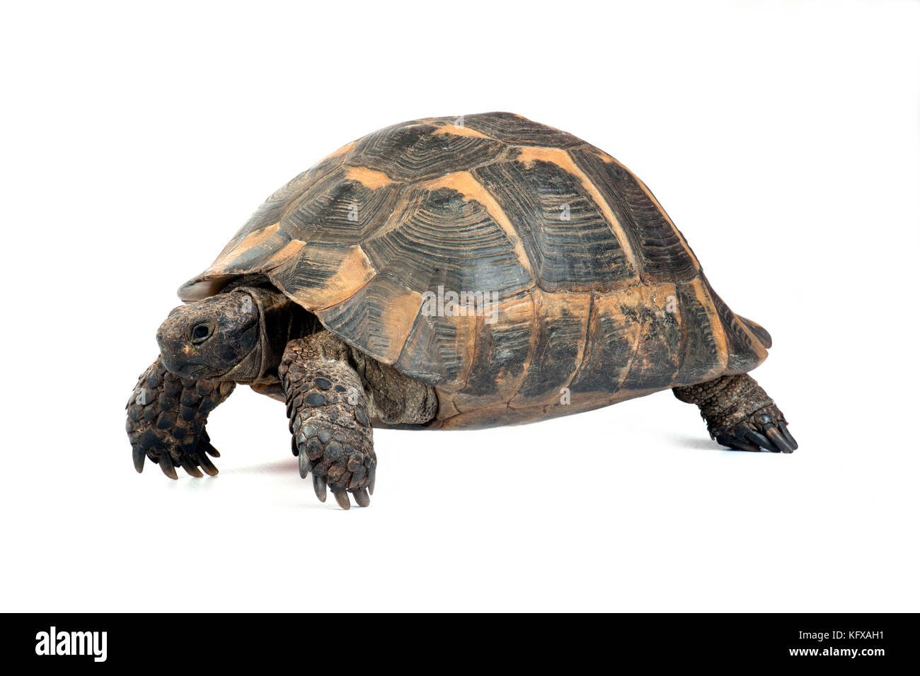 Studio tortoise hi-res stock photography and images - Alamy