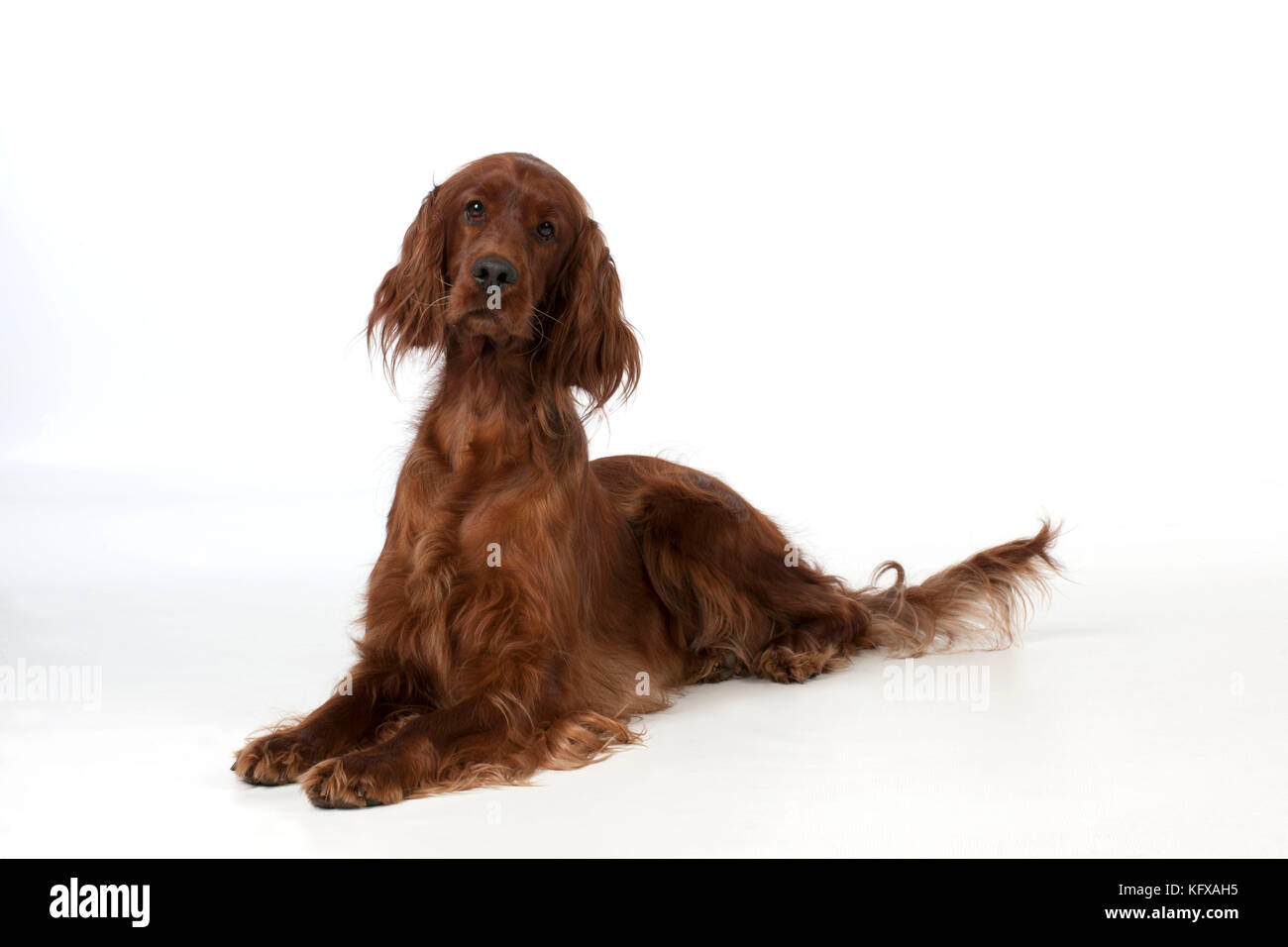 DOG - Irish setter lying down Stock Photo - Alamy