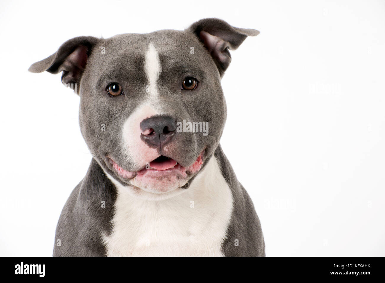 Bull terrier head hi-res stock photography and images - Alamy