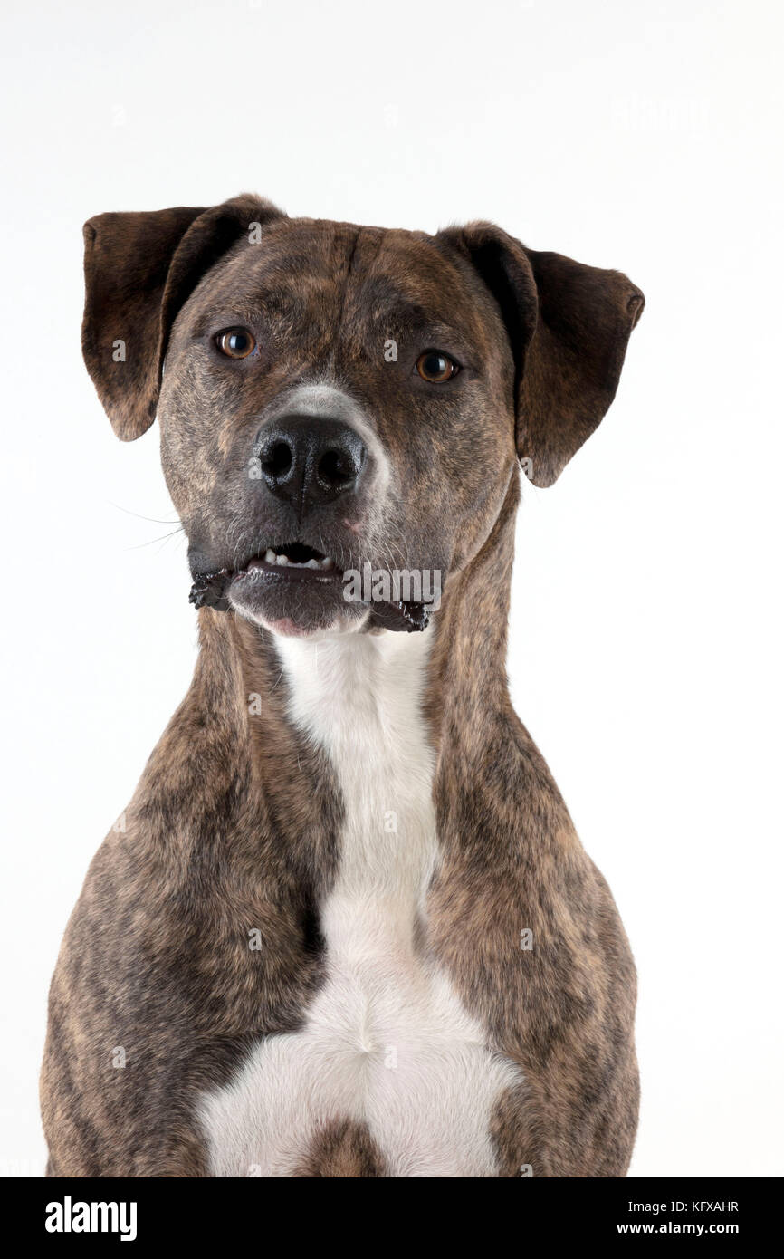 Dog - cross breed Stock Photo - Alamy