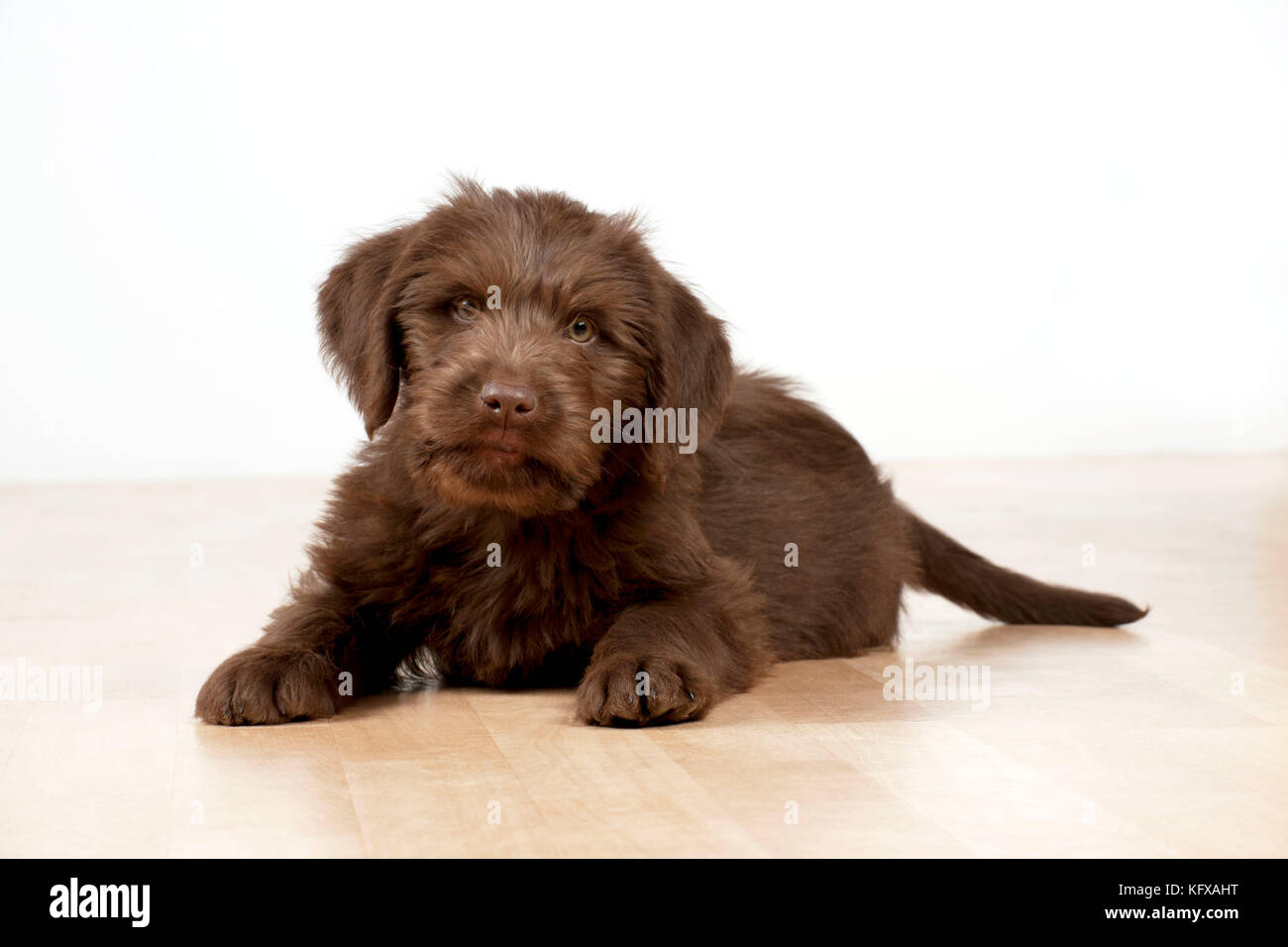 Labradoodle puppy hi-res stock photography and images - Alamy