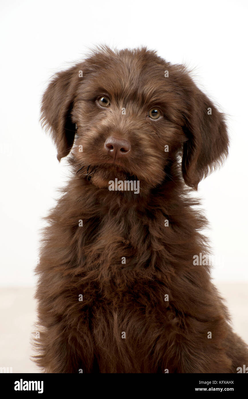 Black labradoodles hi-res stock photography and images - Alamy
