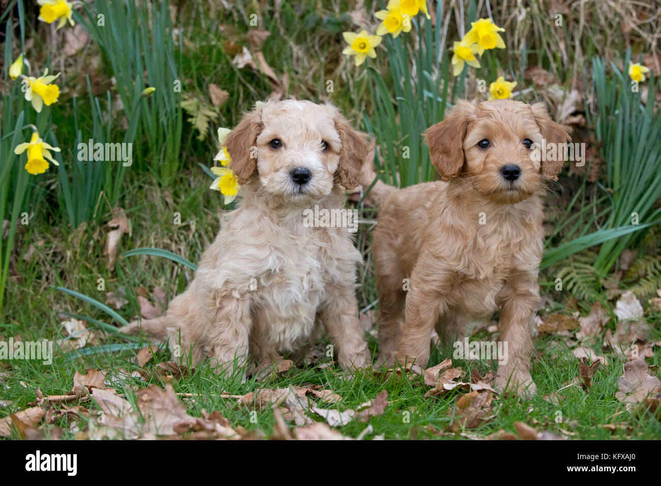 Dog - Cockerpoo 7 week old puppies Stock Photo - Alamy