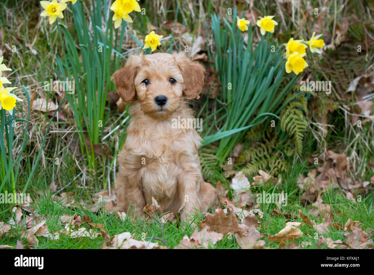 Dog - Cockerpoo 7 week old puppy Stock Photo - Alamy