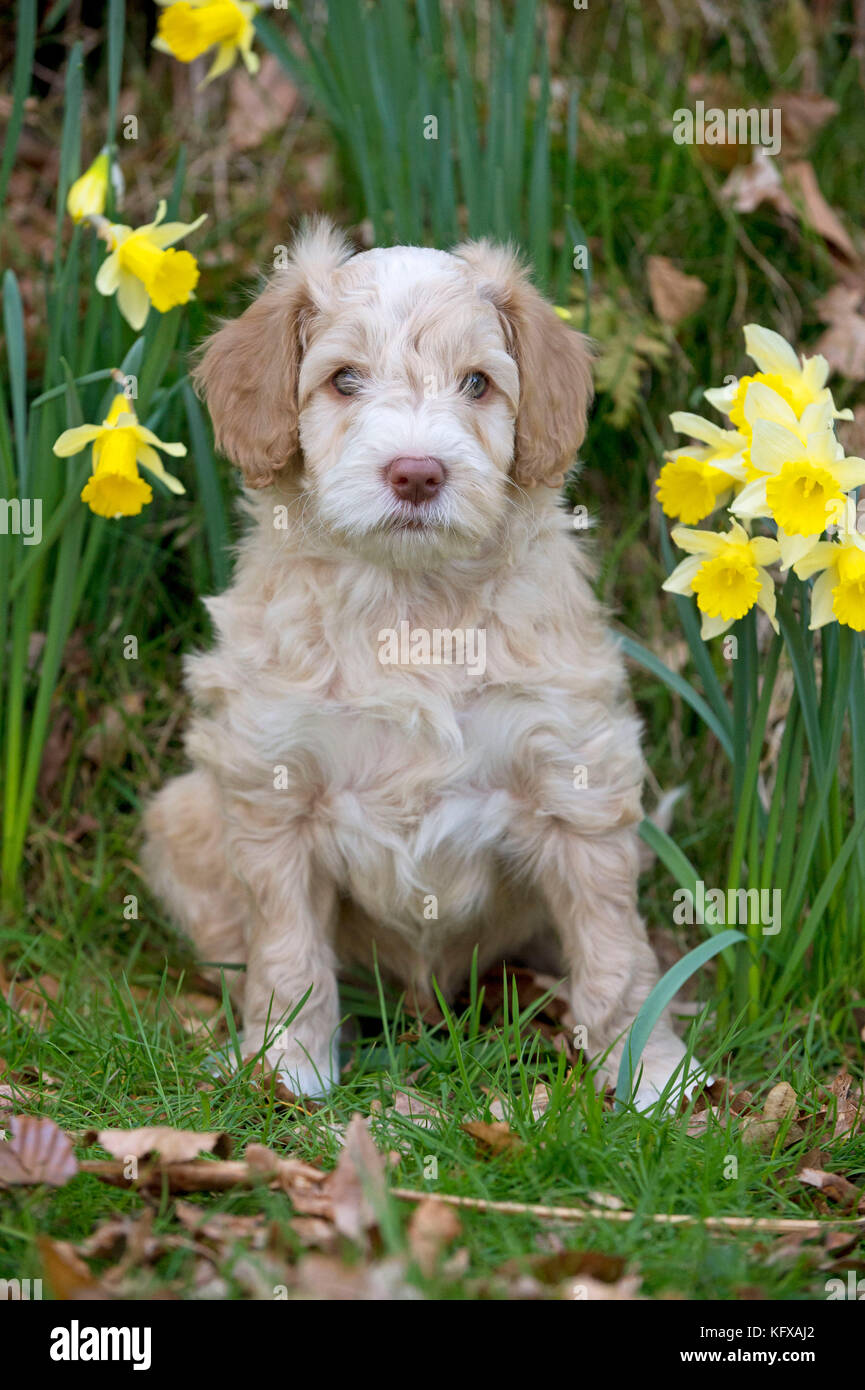 Dog - Cockerpoo 7 week old puppy Stock Photo - Alamy