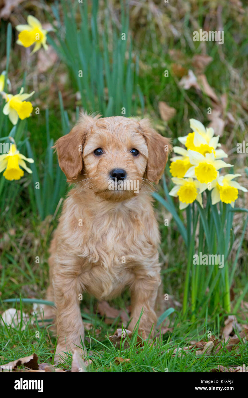 Cockerpoo puppy hi-res stock photography and images - Alamy