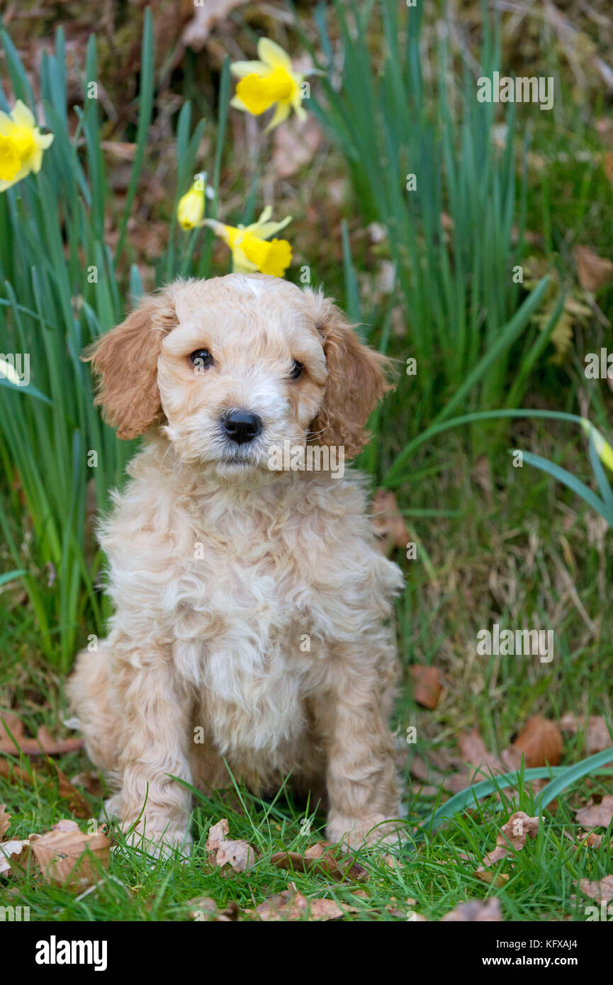 Cockerpoos hi-res stock photography and images - Alamy