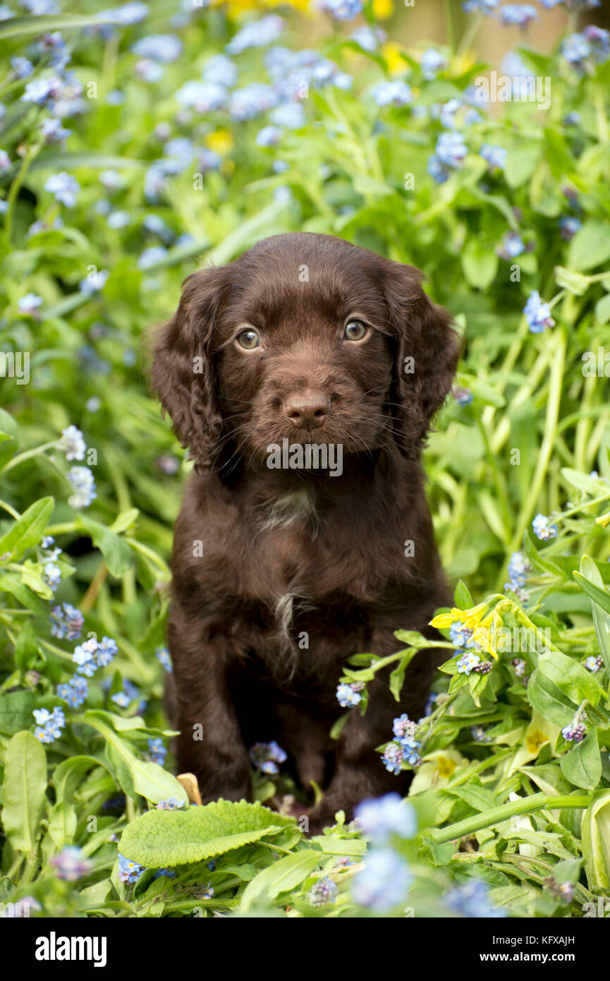 Dog - Cocker Spaniel puppy about 6 weeks old - in a flower bed Stock ...