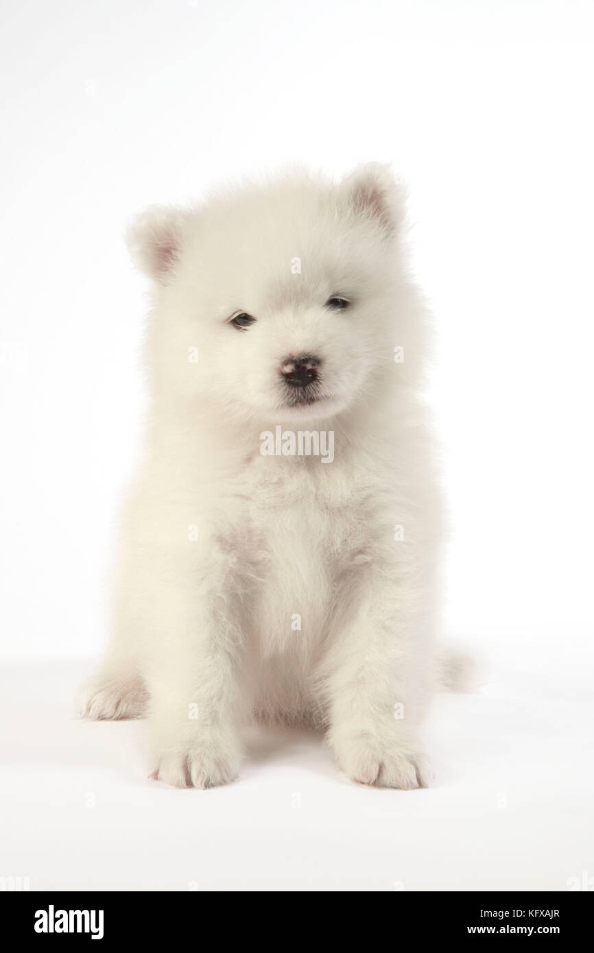 Can 5 Week Old Puppies Go In The Garden