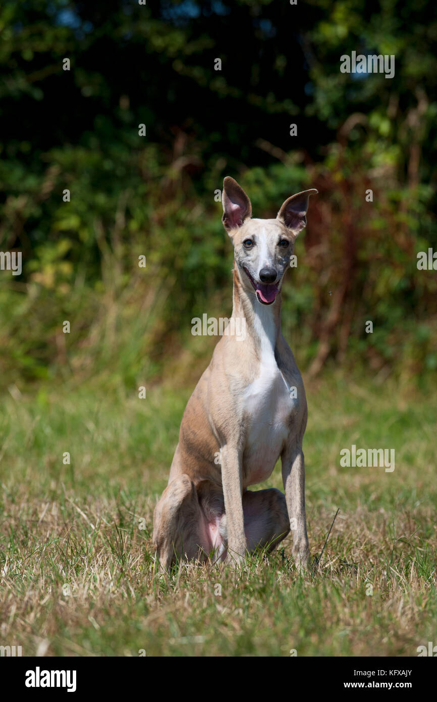 Dog - Whippet in a field Stock Photo - Alamy
