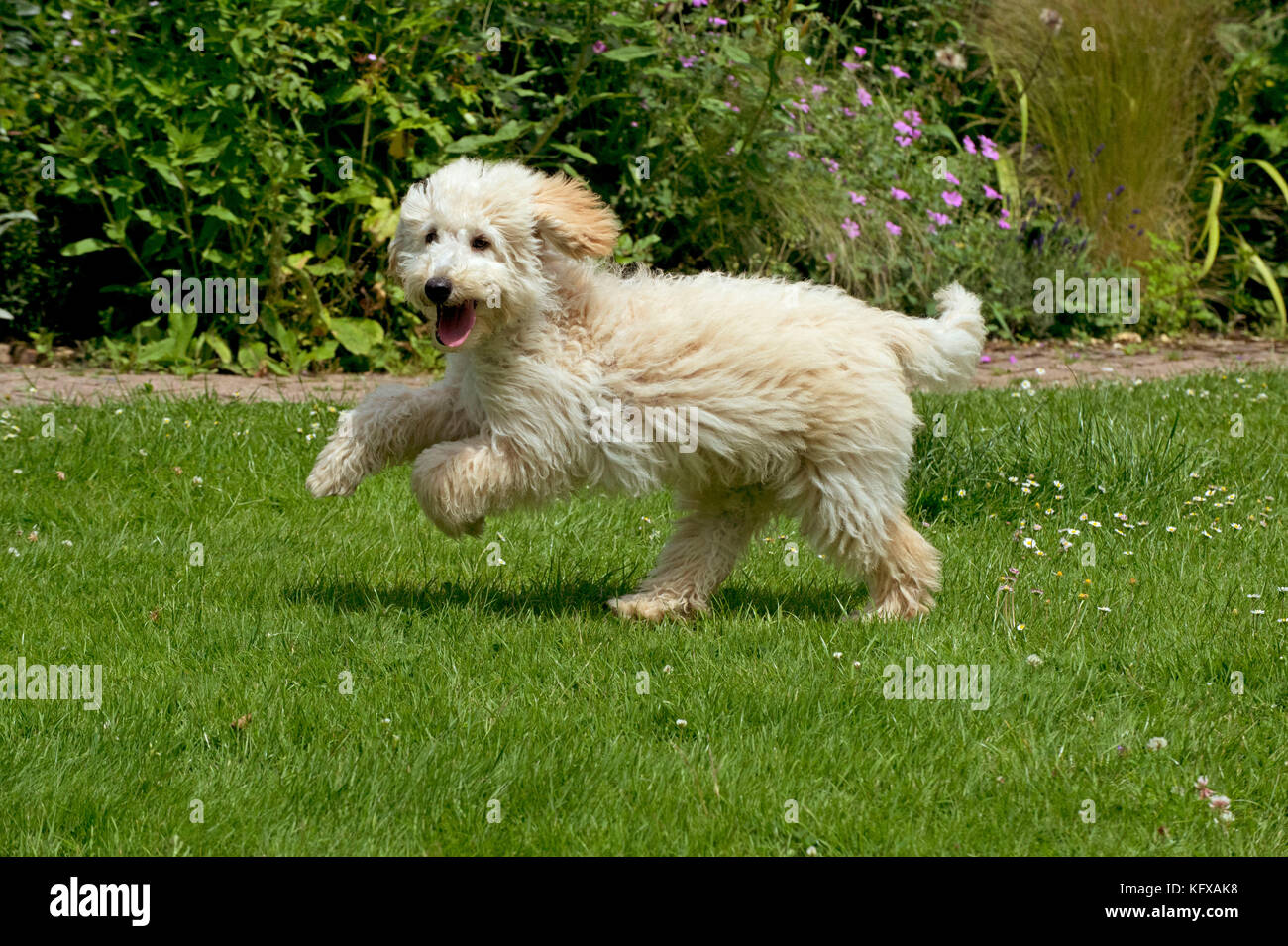 Dog - Poodle running in a garden Stock Photo - Alamy