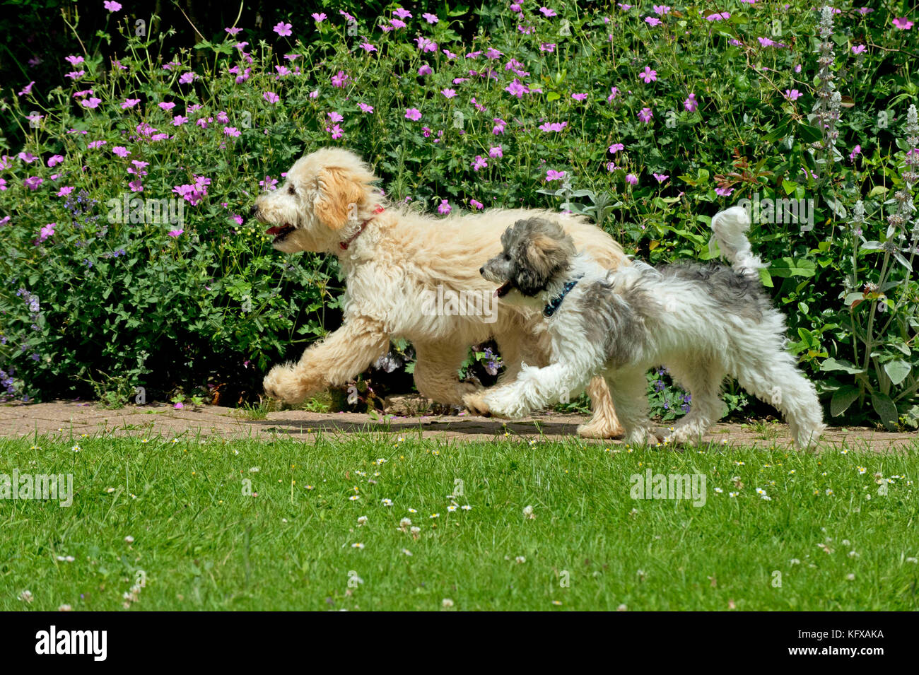 Dog - Poodle running in a garden Stock Photo - Alamy