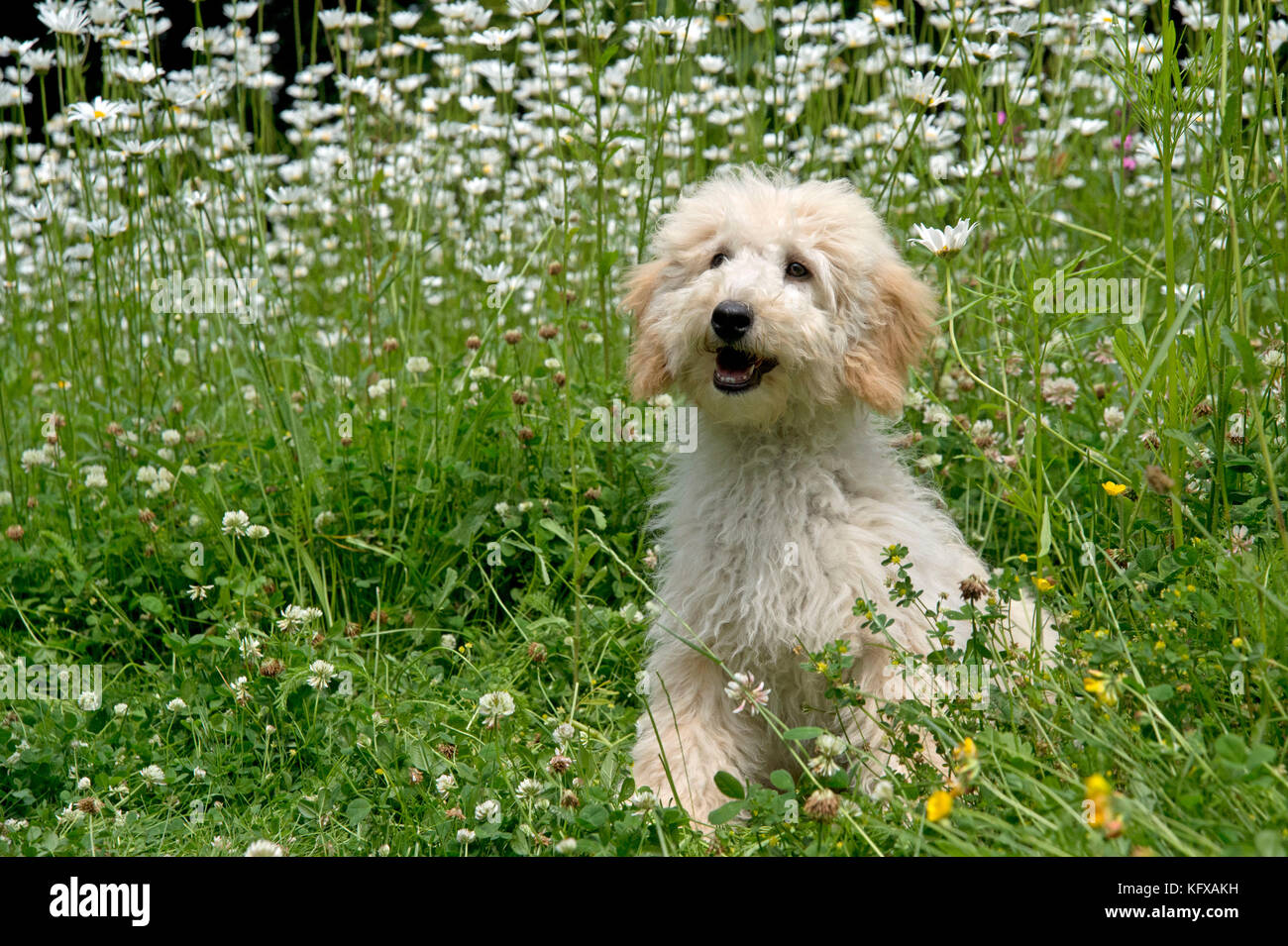 Poodle sitting hi-res stock photography and images - Alamy
