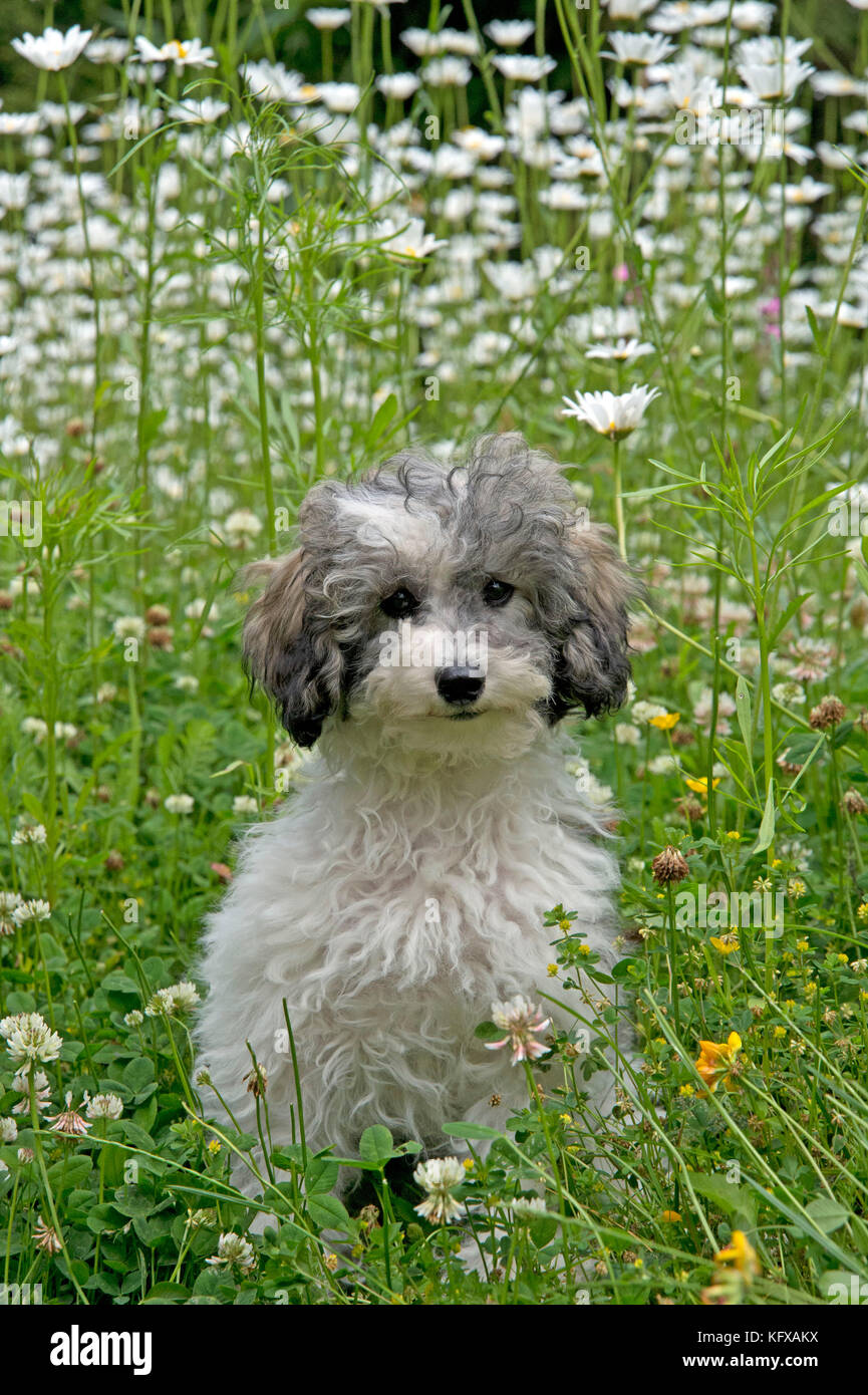 Poodle sitting hi-res stock photography and images - Alamy