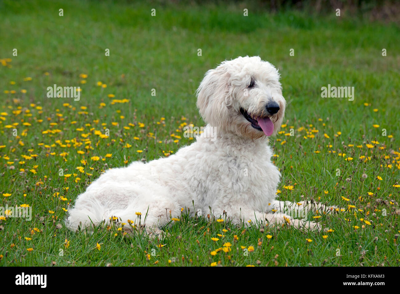 Labradoodle dog outdoors hi-res stock photography and images - Alamy