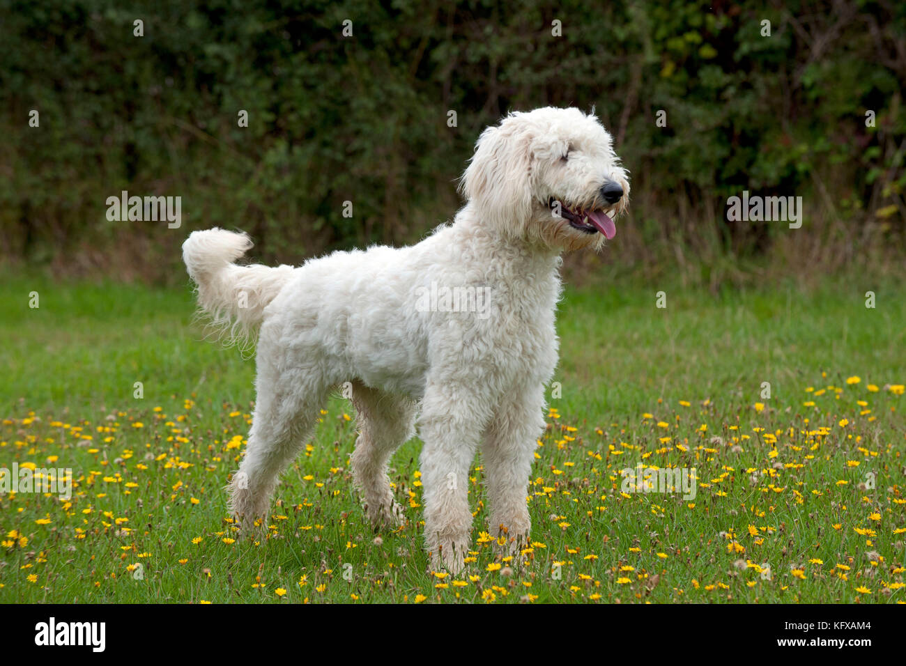 DOG labradoodle in a field Stock Photo - Alamy