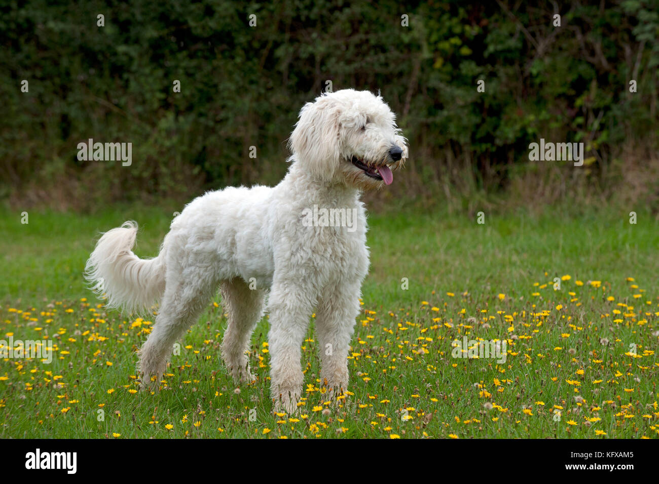 White Standard Labradoodle